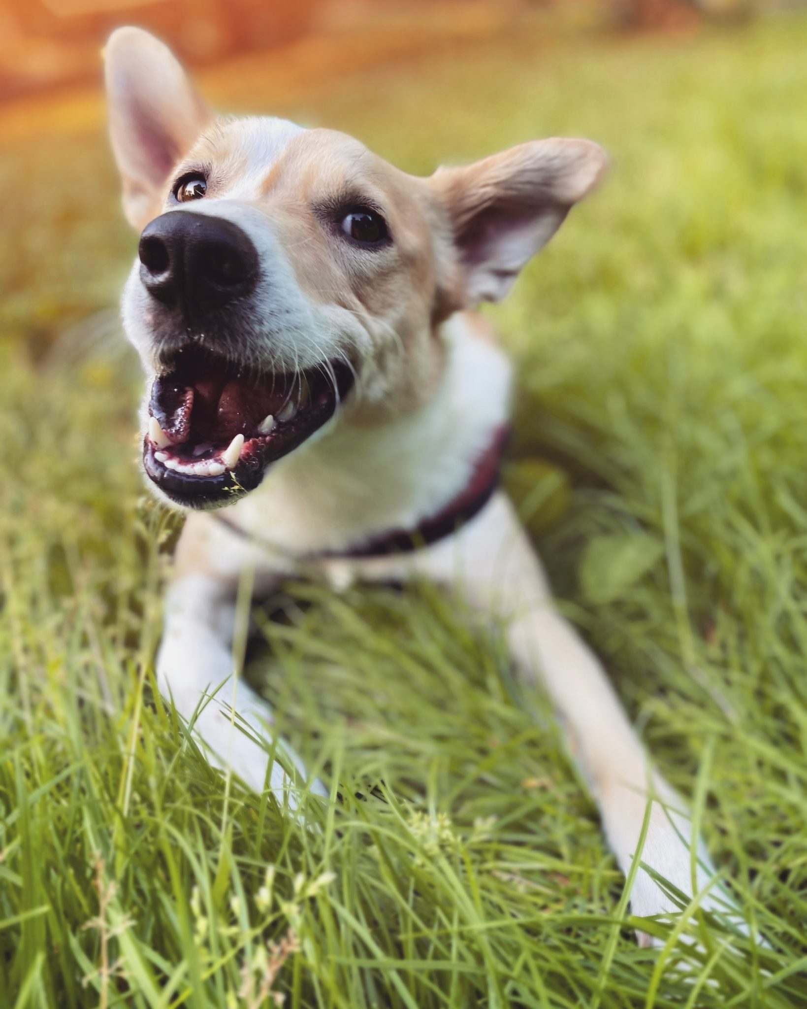 LA STORIA DI INDY - Dog Fashion Blogger