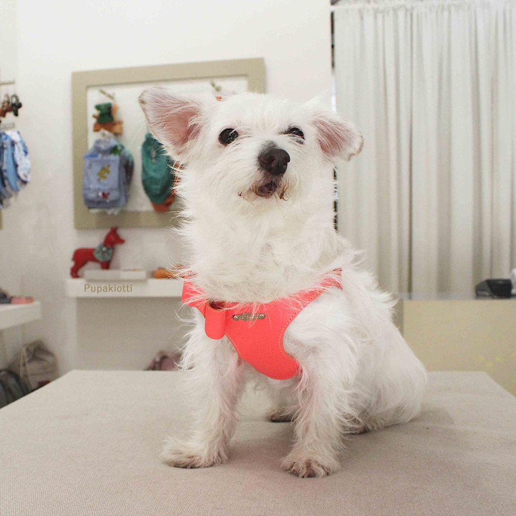 PUPAKIOTTI : LA BAUTTEGA MILANESE - Dog Fashion Blogger